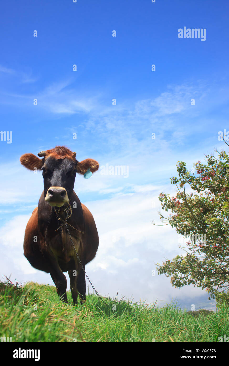 Cow chewing twigs on mountain above the clouds Stock Photo - Alamy