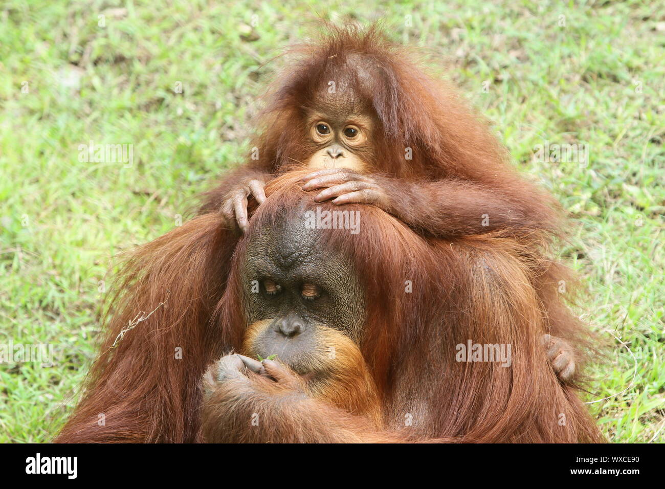 Monkey hiding his face hi-res stock photography and images - Alamy