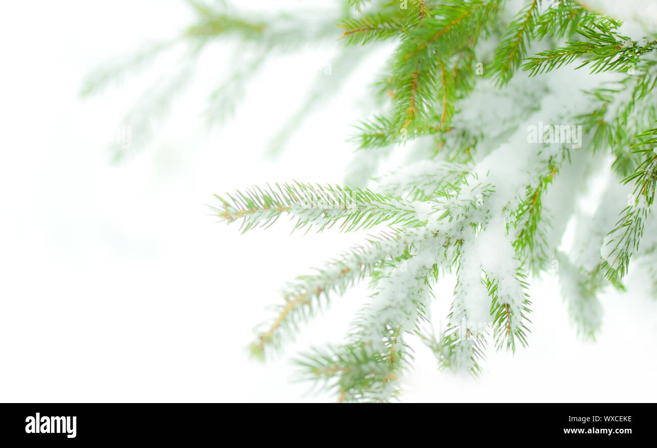 Pine tree with snow on white background Stock Photo - Alamy