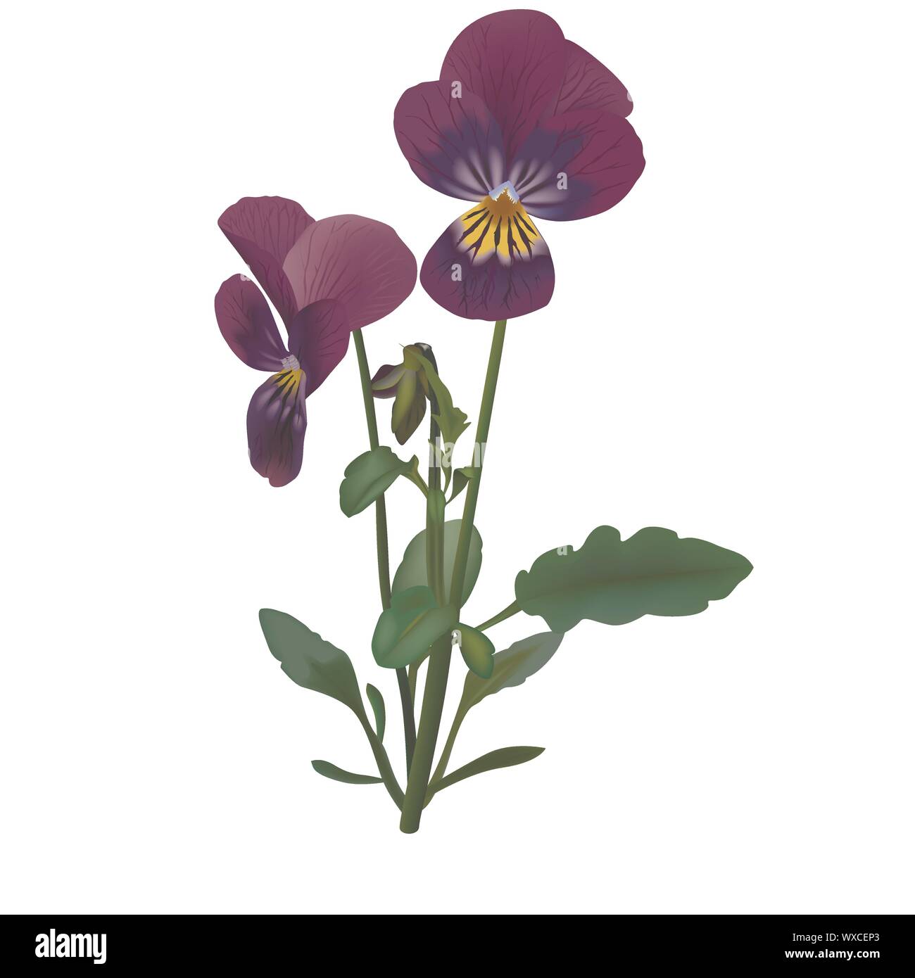 English violet common violet Stock Vector Images - Alamy
