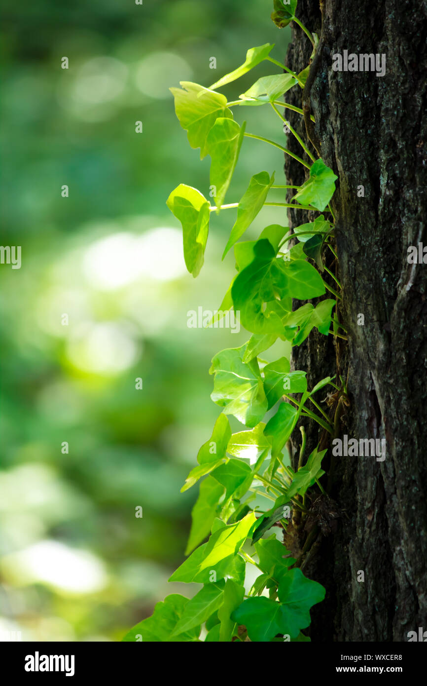 Ivy creeping over tree trunk Stock Photo - Alamy