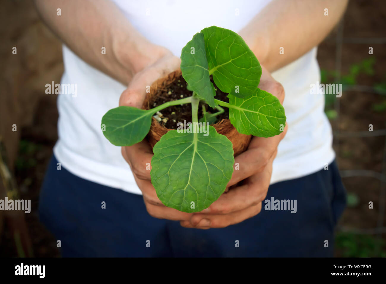 Broccoli farm planting hi-res stock photography and images - Alamy