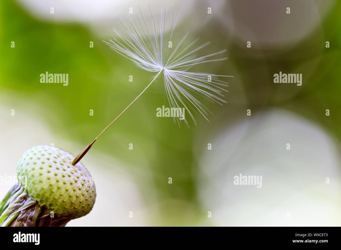Single dandelion seed over shiny background Stock Photo - Alamy