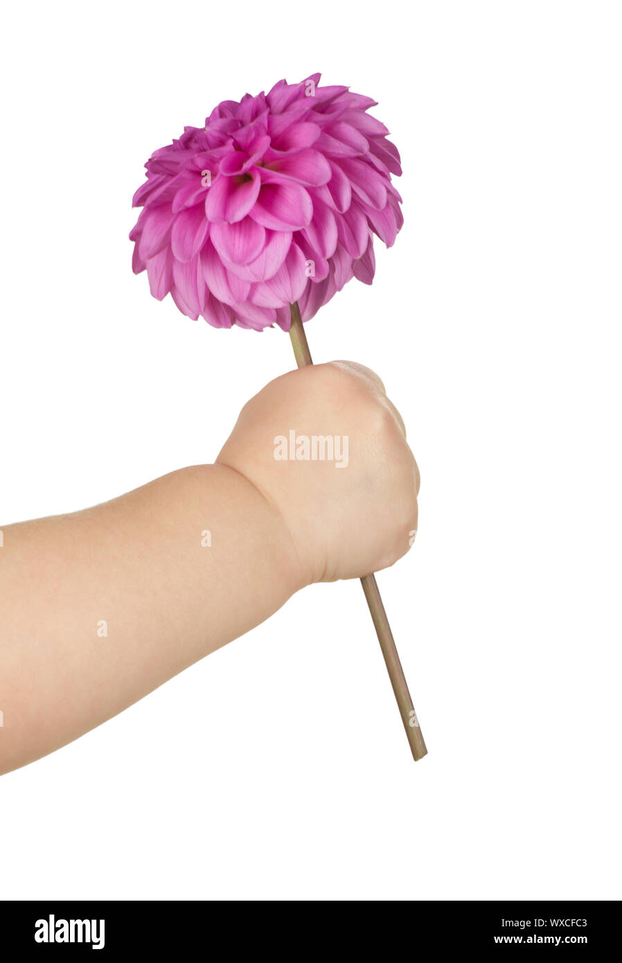 Hand holding bouquet red Cut Out Stock Images & Pictures - Alamy