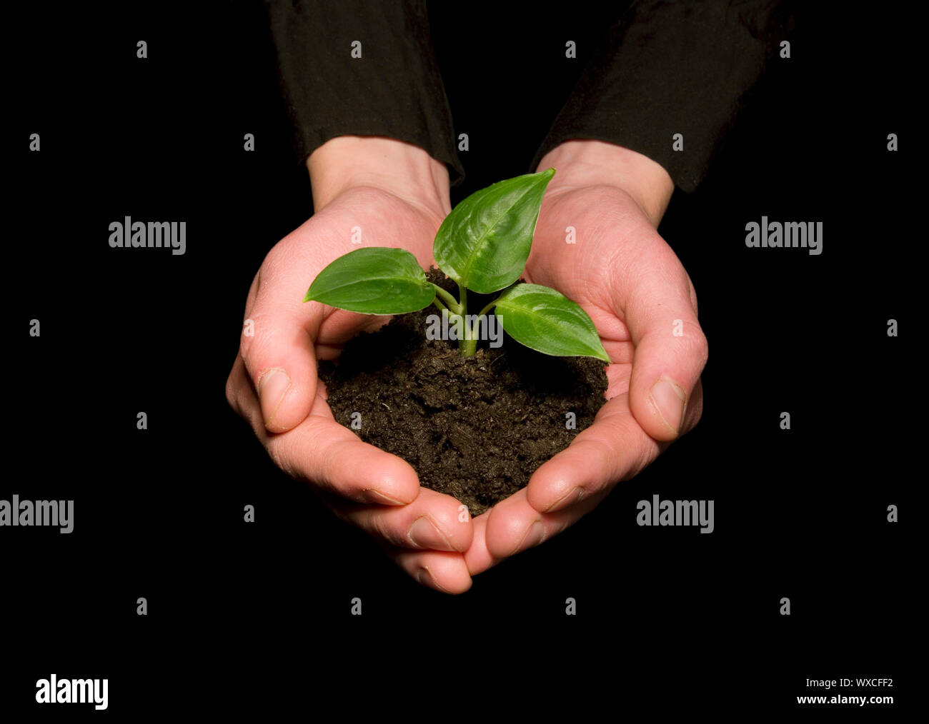 Hands holding sapling in soil Stock Photo - Alamy