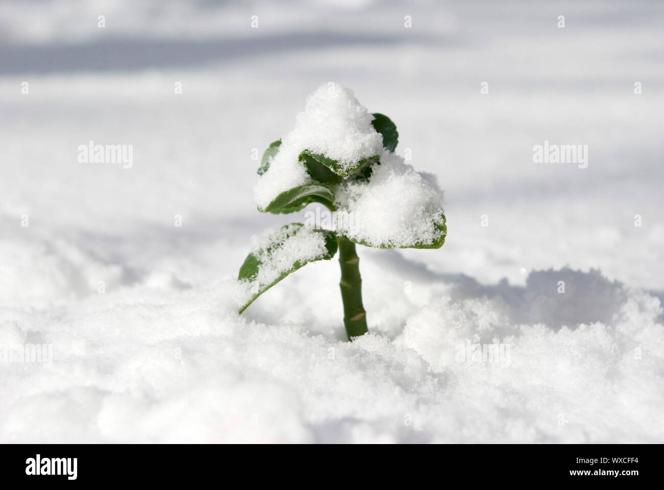 green plant growing through the snow Stock Photo - Alamy