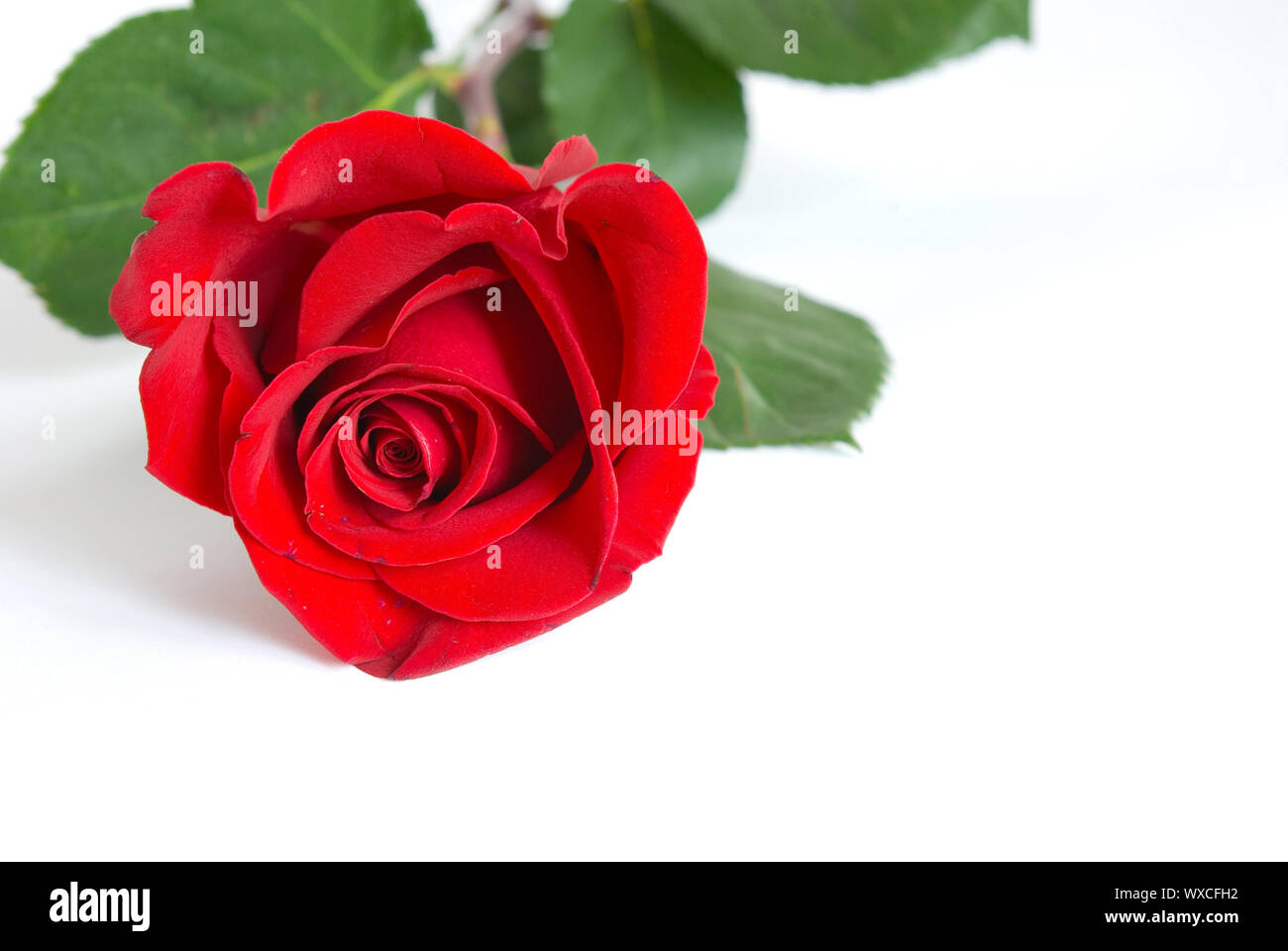 beautiful red rose on a white background Stock Photo - Alamy