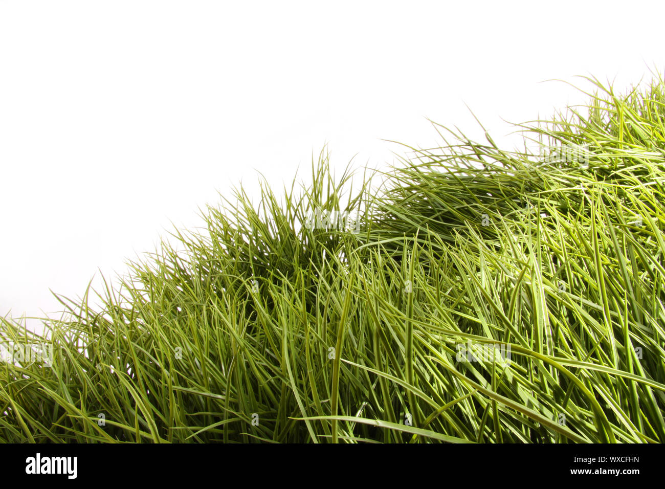 Tall green grass blowing in the wind Stock Photo - Alamy