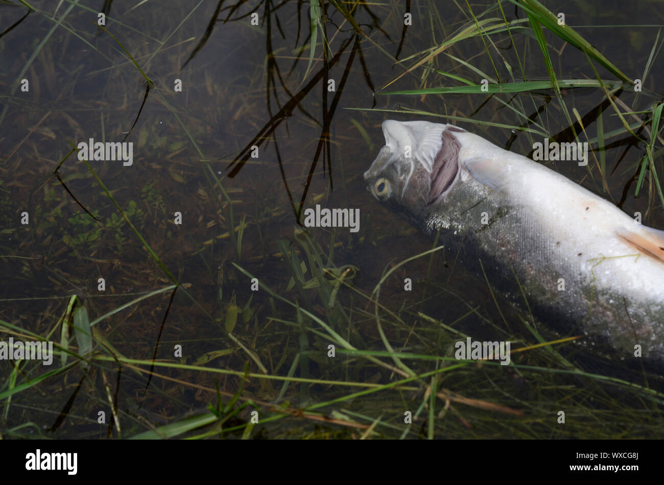 Toxic dead fish in polluted water Stock Photo - Alamy