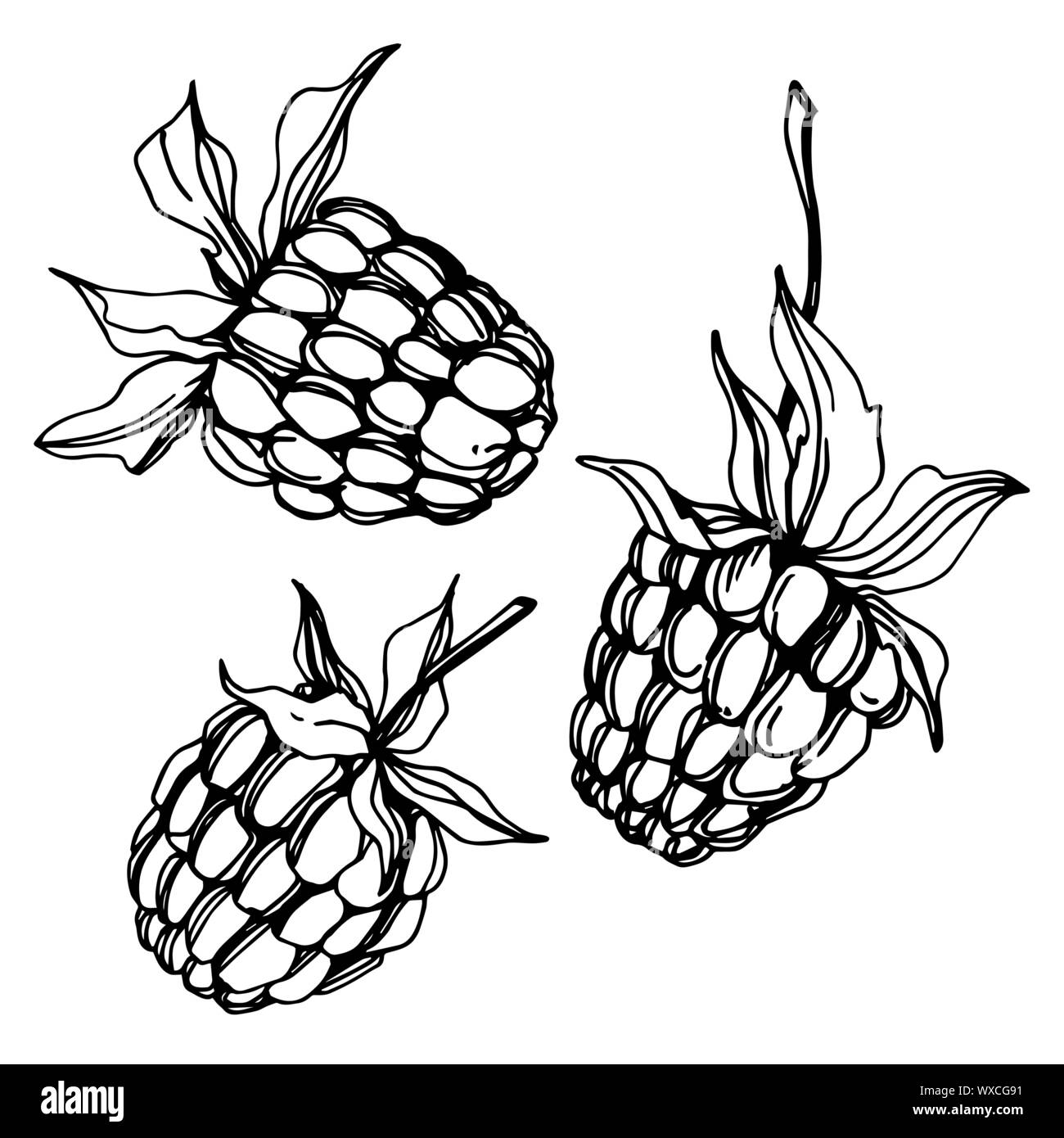 Vector Raspberry healthy food fresh berry isolated element. Black and ...