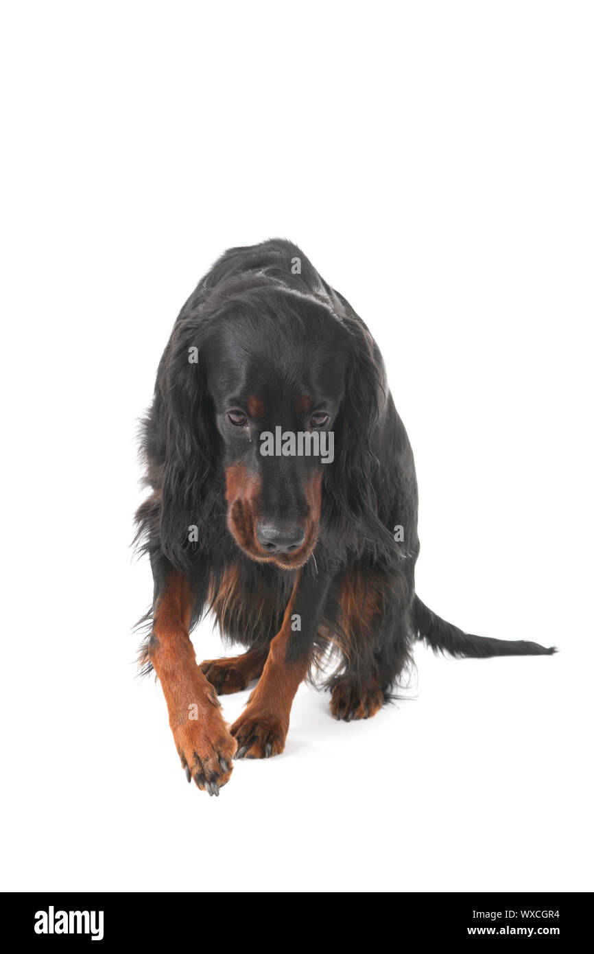 Dog crying hi-res stock photography and images - Alamy
