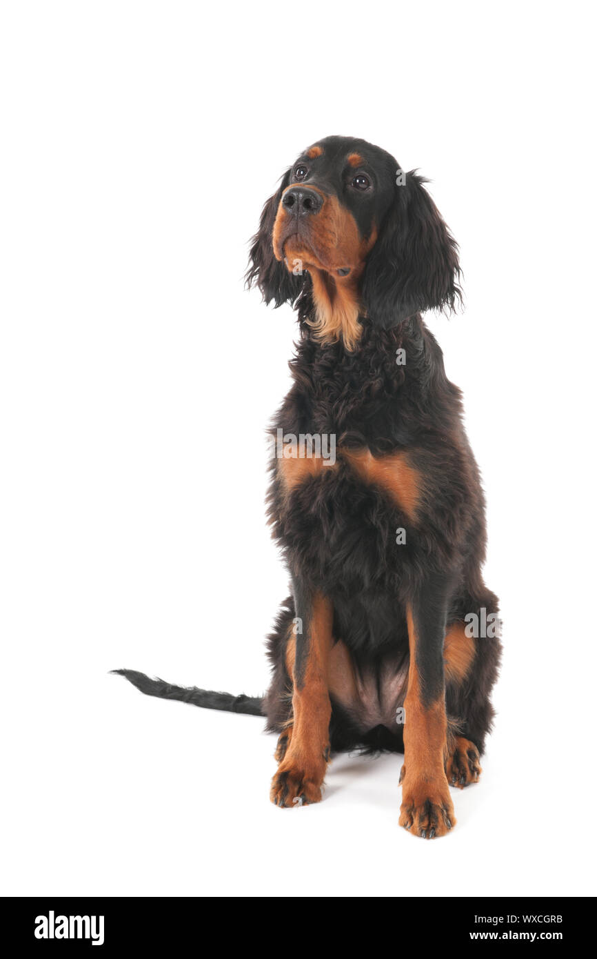 Black and brown gordon setter hi-res stock photography and images - Alamy