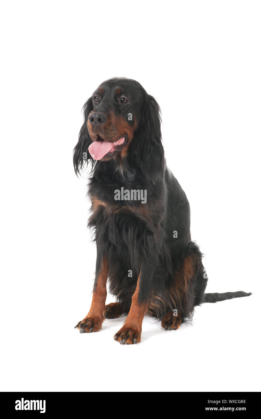 Black and brown gordon setter hi-res stock photography and images - Alamy