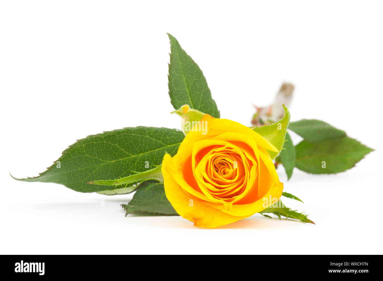 single yellow rose on white Stock Photo - Alamy