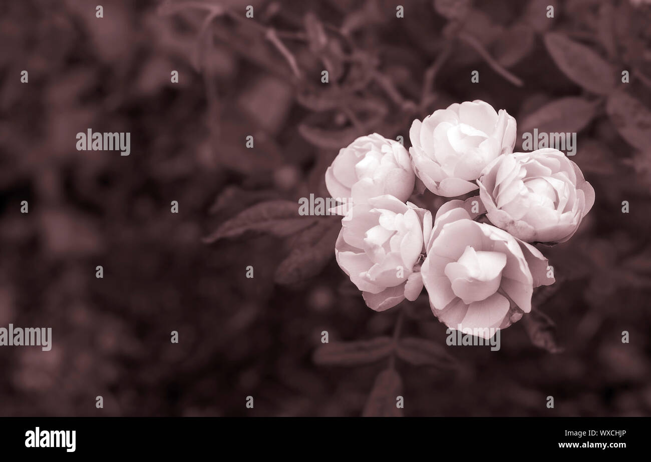 It is a beautiful five snow white rose, painted with sepia tone Stock ...