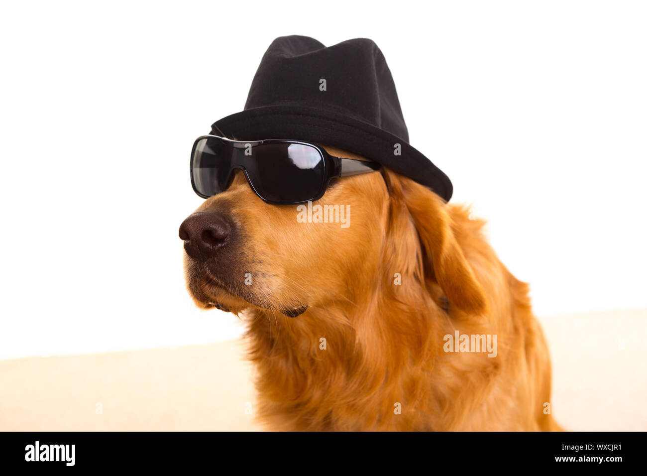 Dog dressed as mafia gangster with black hat and sunglasses golden ...