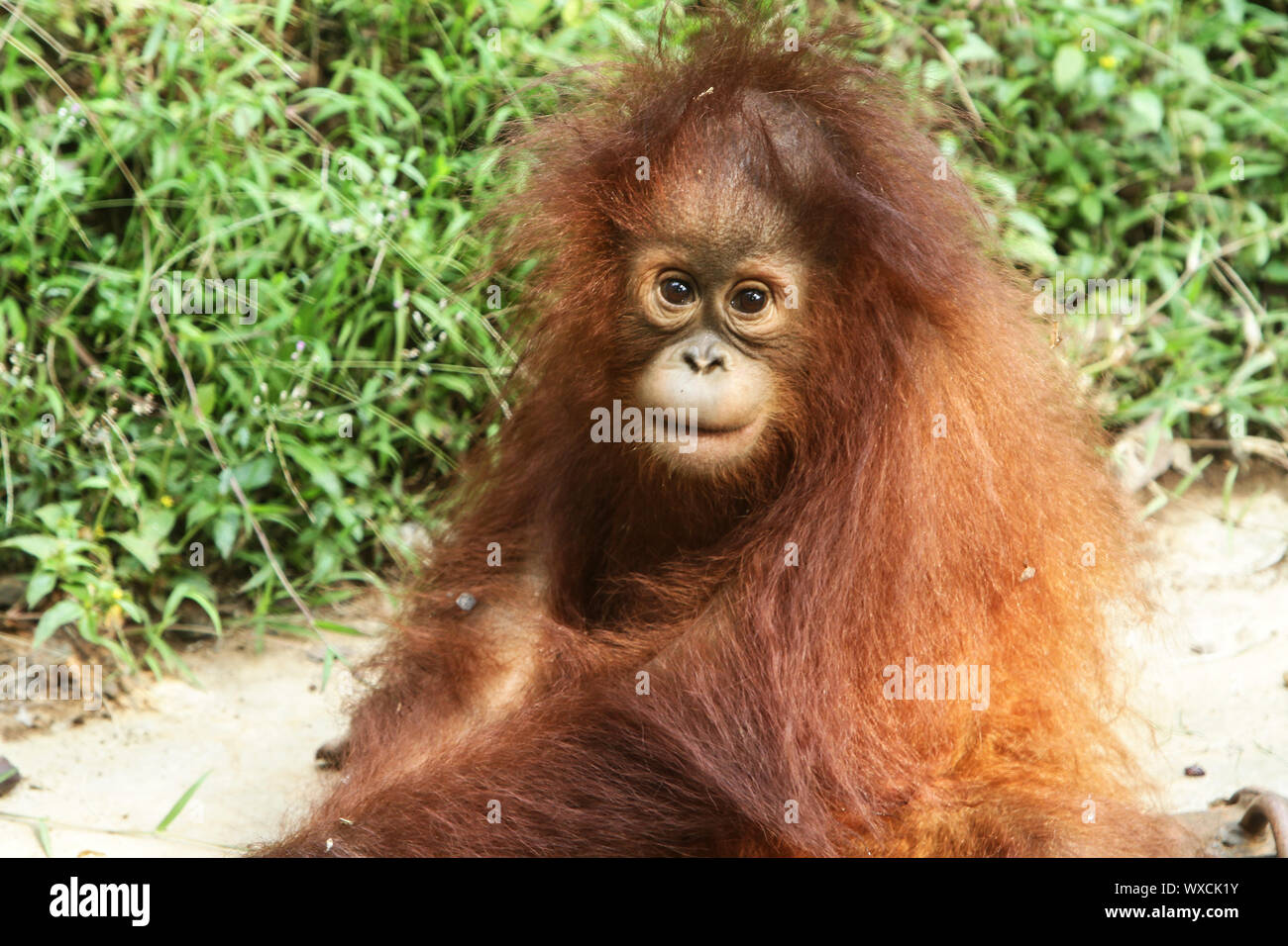 Sad baby orangutan hi-res stock photography and images - Alamy