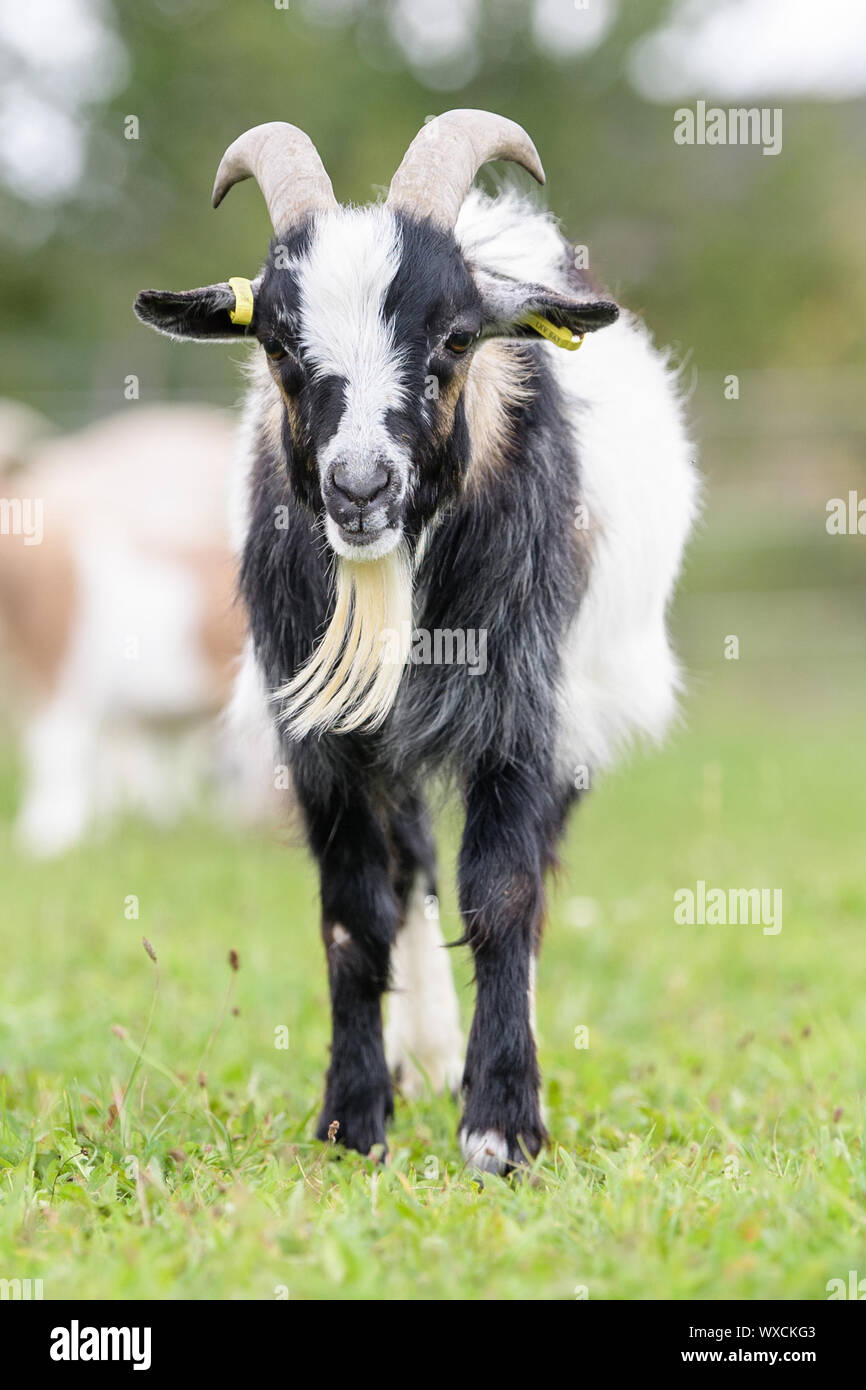 Goat gut hi-res stock photography and images - Alamy