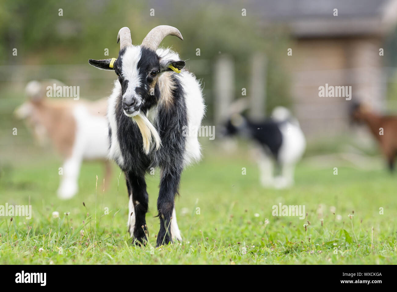 Germering, Germany. 16th Sep, 2019. Goat goat "Hui Buh" (called "Buh ...
