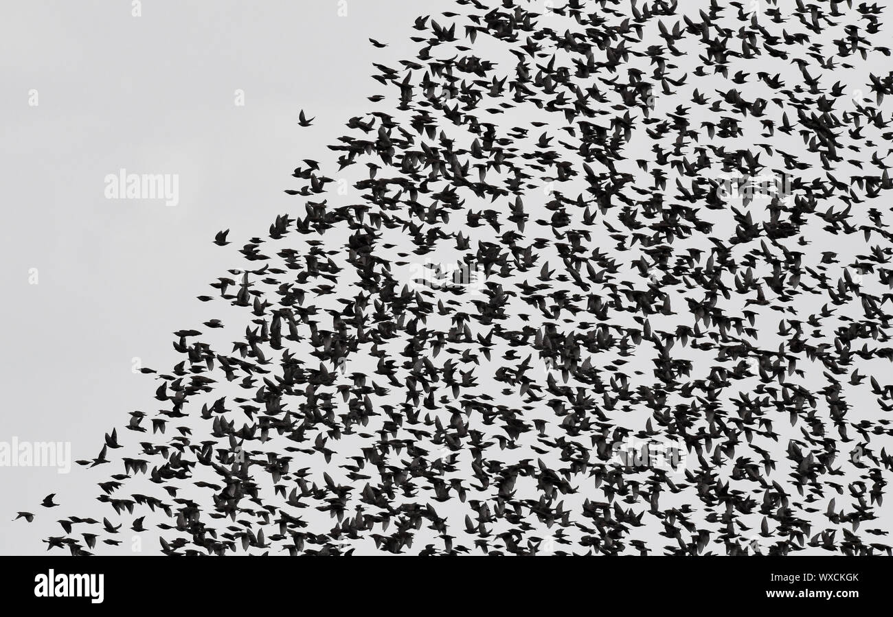 Large groups of starlings hi-res stock photography and images - Alamy