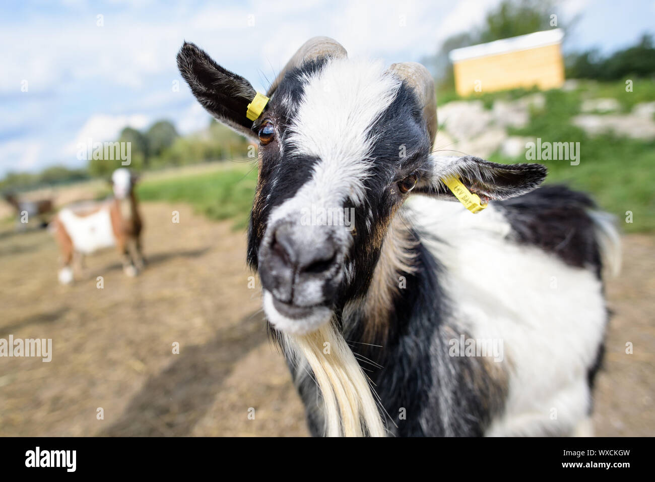 Goat gut hi-res stock photography and images - Alamy