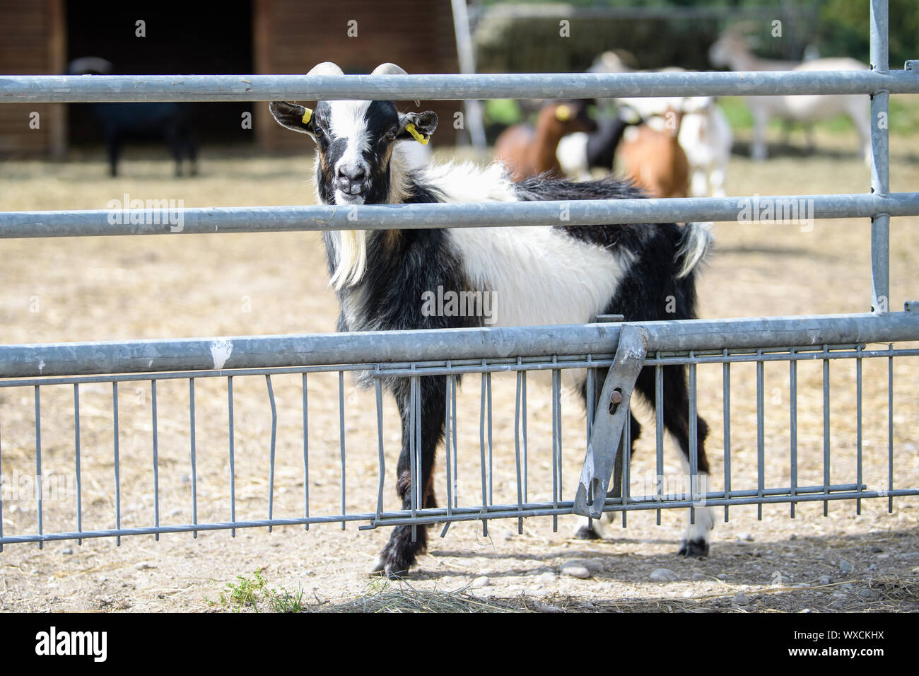 Goat gut hi-res stock photography and images - Alamy