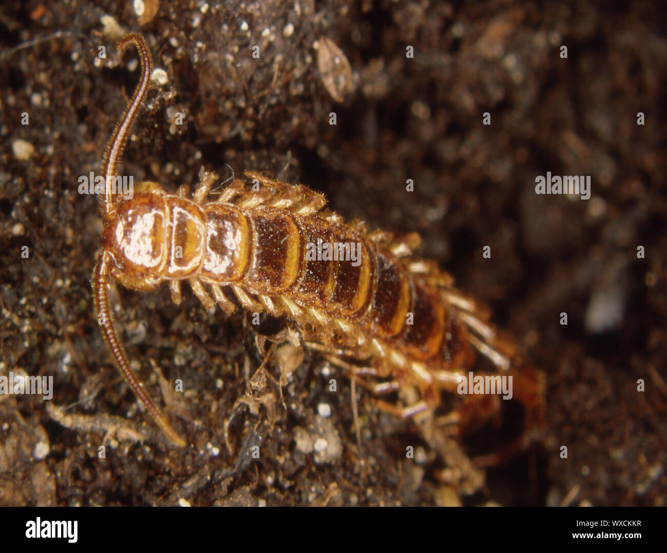 Insects on forest floor hi-res stock photography and images - Alamy