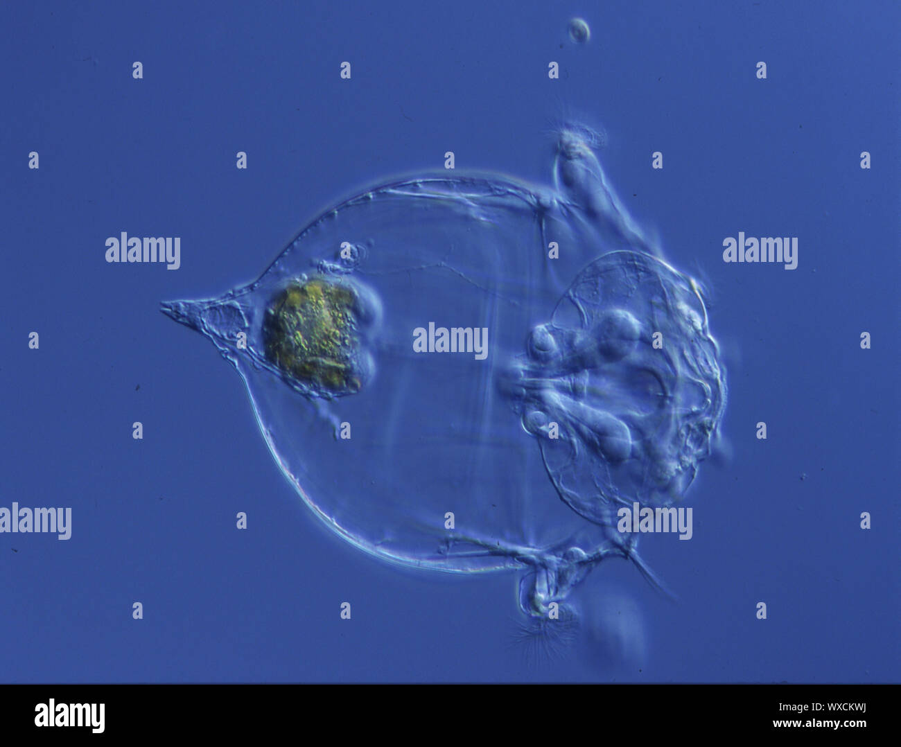 Vacuole hi-res stock photography and images - Alamy