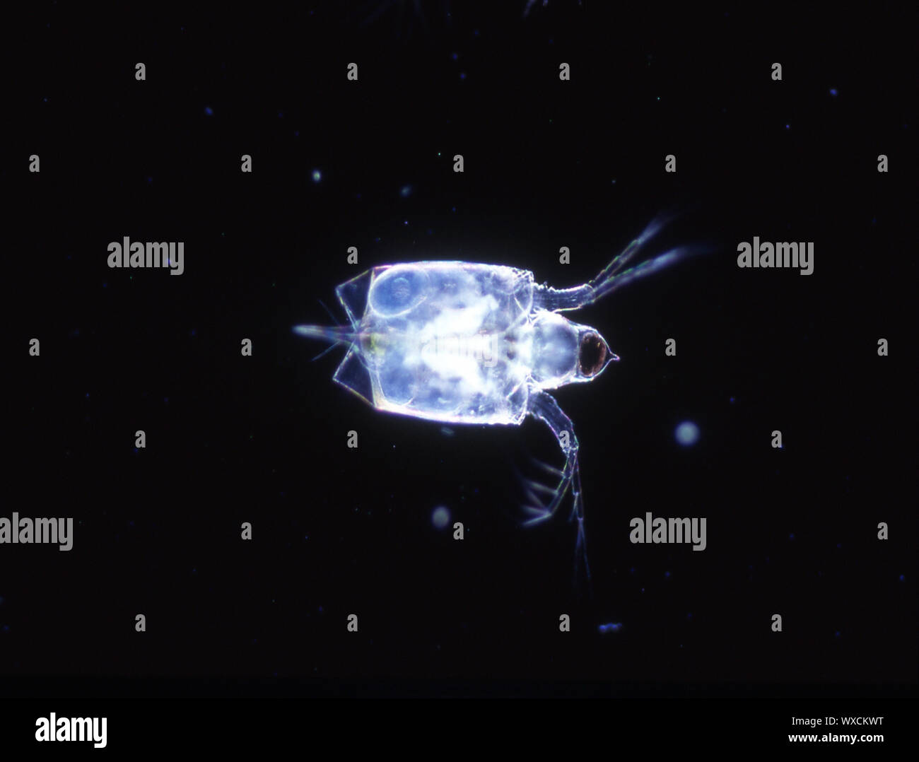 Water flea under the microscope in the water drop 100x Stock Photo - Alamy