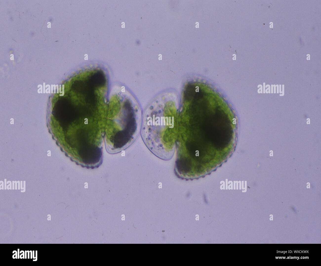 Ornamental alga Cosmarium in division under the microscope 100x Stock ...