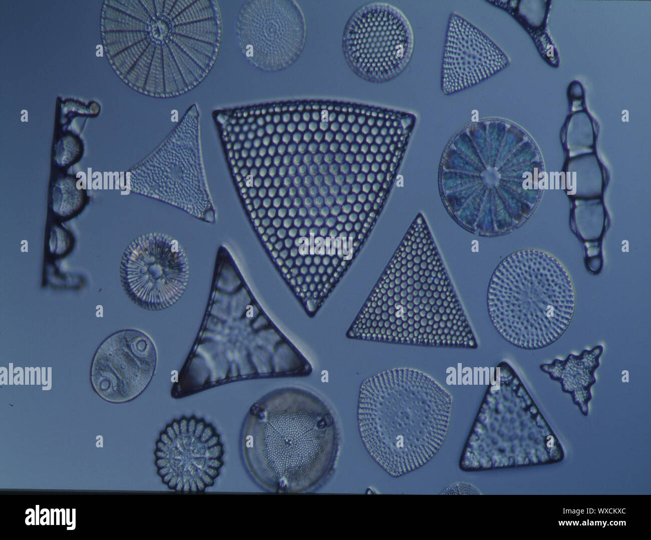 Diatoms Under A Microscope Diatom, Asterionella Under The Microscope