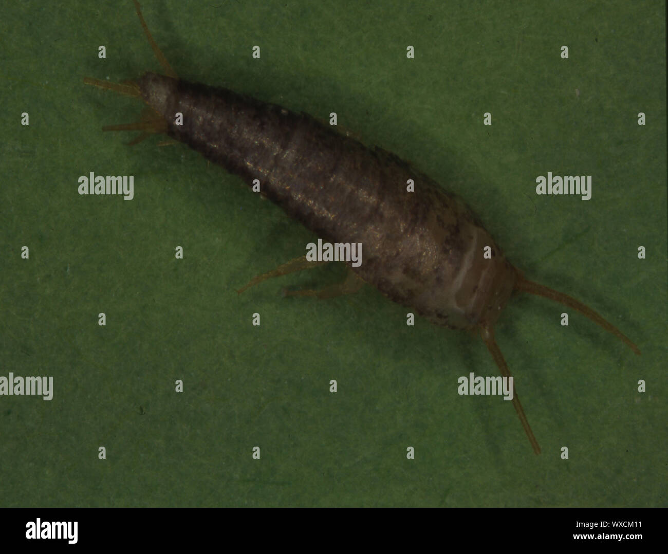 Silverfish Close Up High Resolution Stock Photography and Images - Alamy