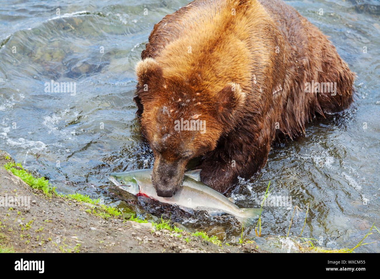 Bears snout hi-res stock photography and images - Alamy