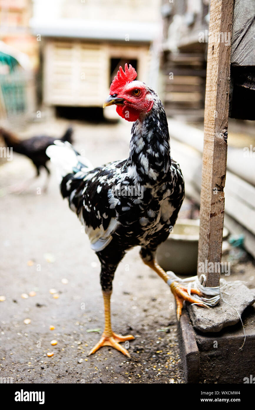 A white and black chicken tied to a stake in an Indonesia market Stock ...