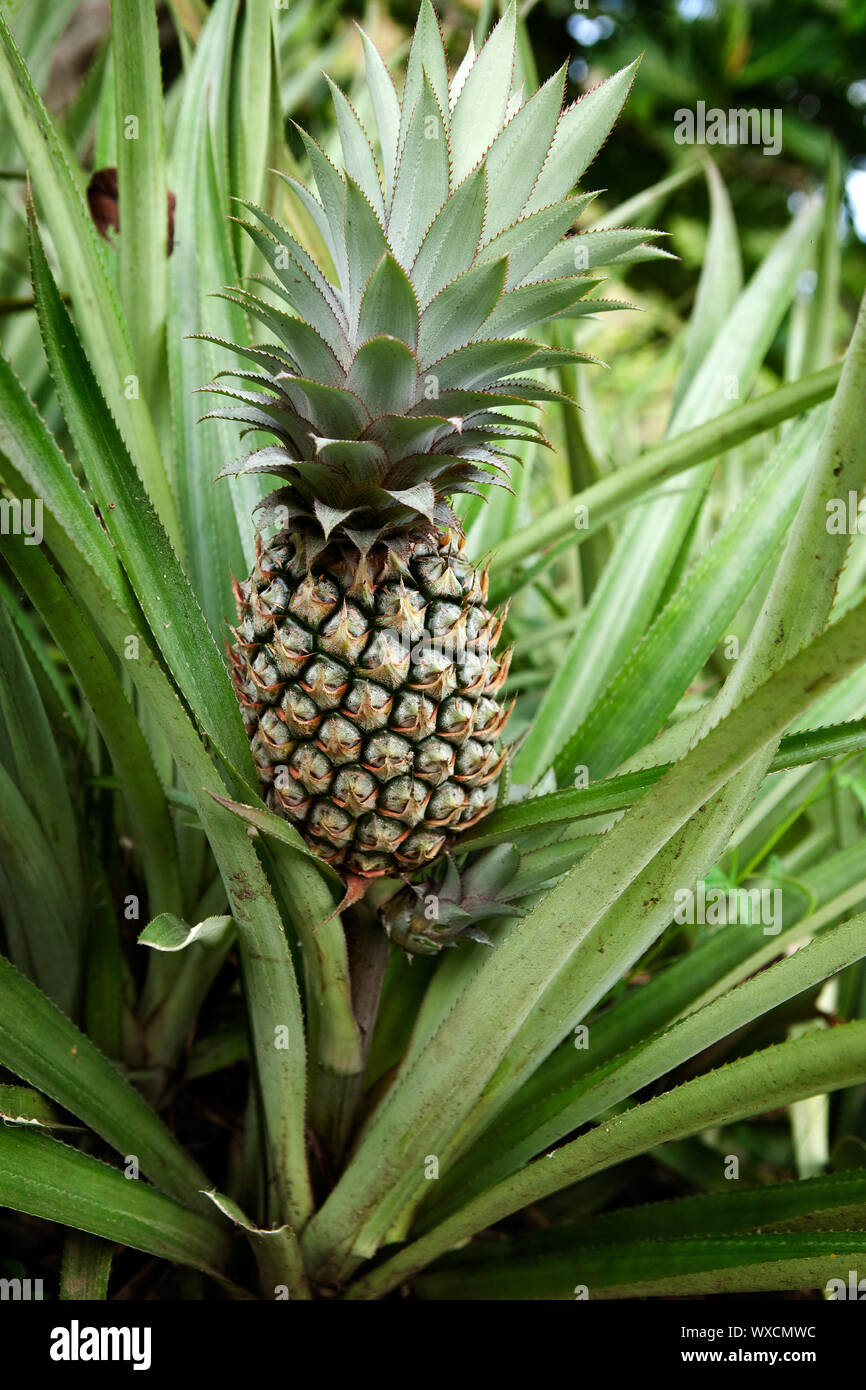 Wild pineapple plant hi-res stock photography and images - Alamy