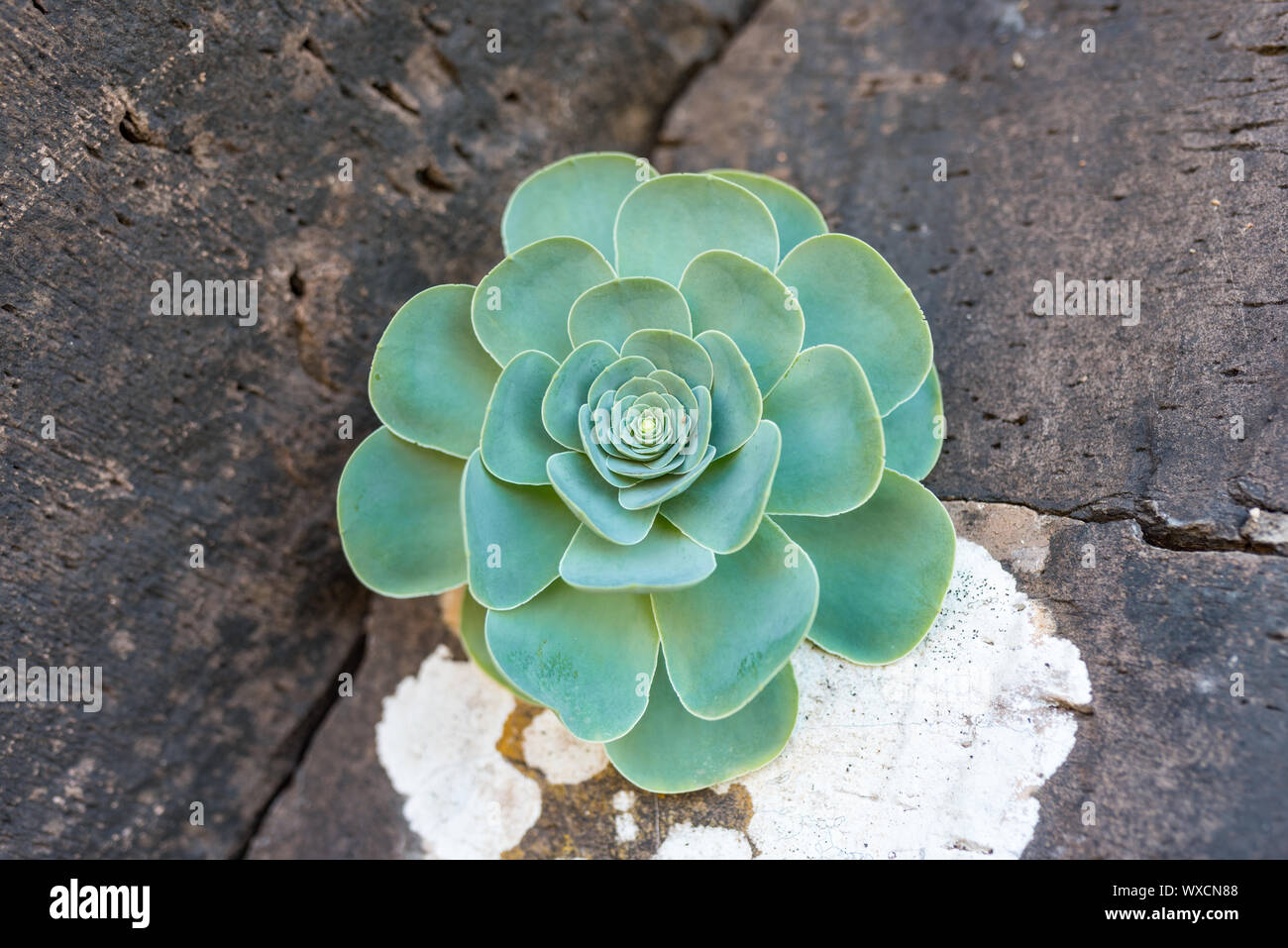 Houseleek family hi-res stock photography and images - Alamy