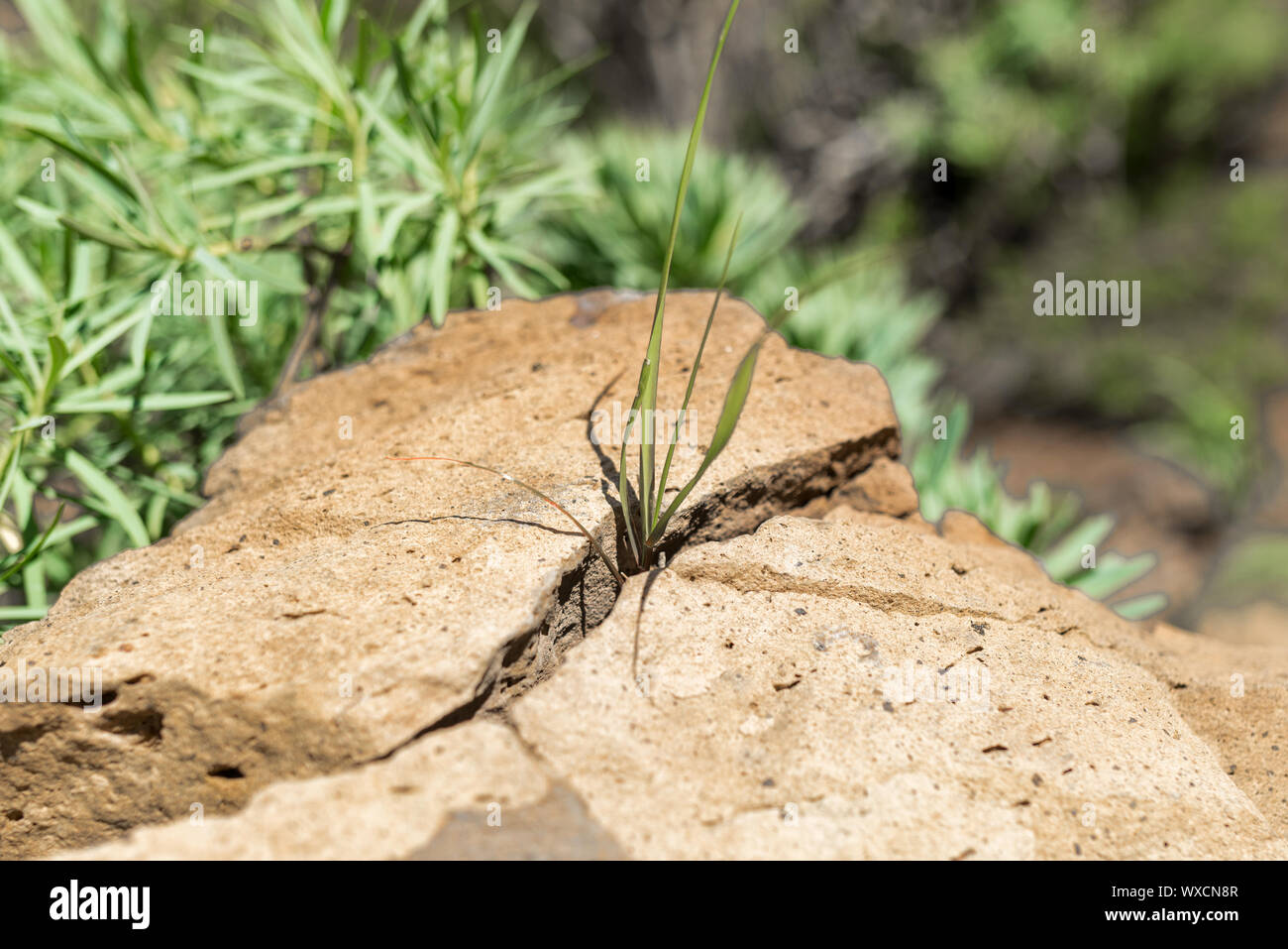 Grass bursts rock Stock Photo - Alamy
