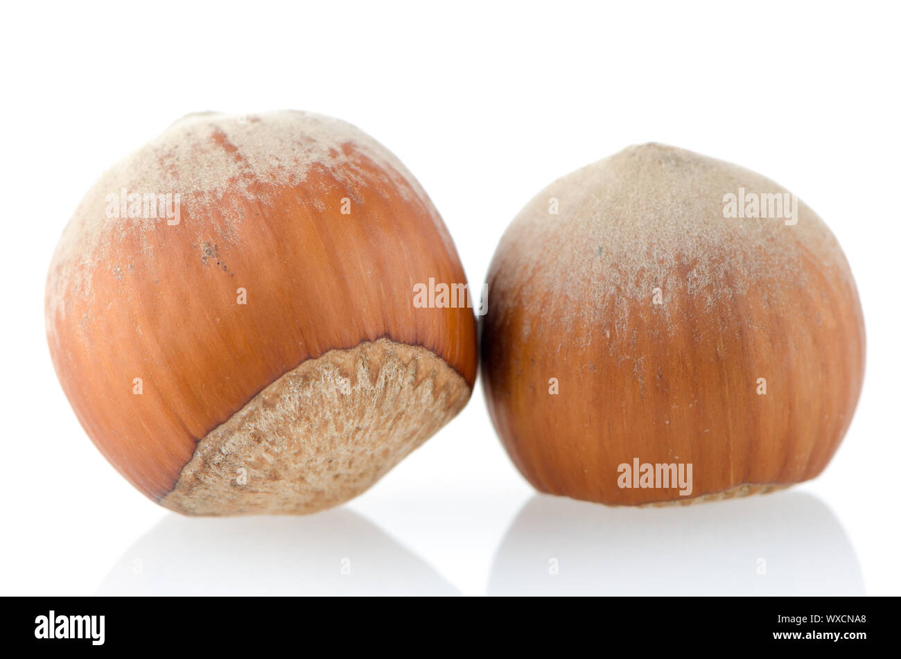 Two hazelnuts isolated on white background Stock Photo - Alamy