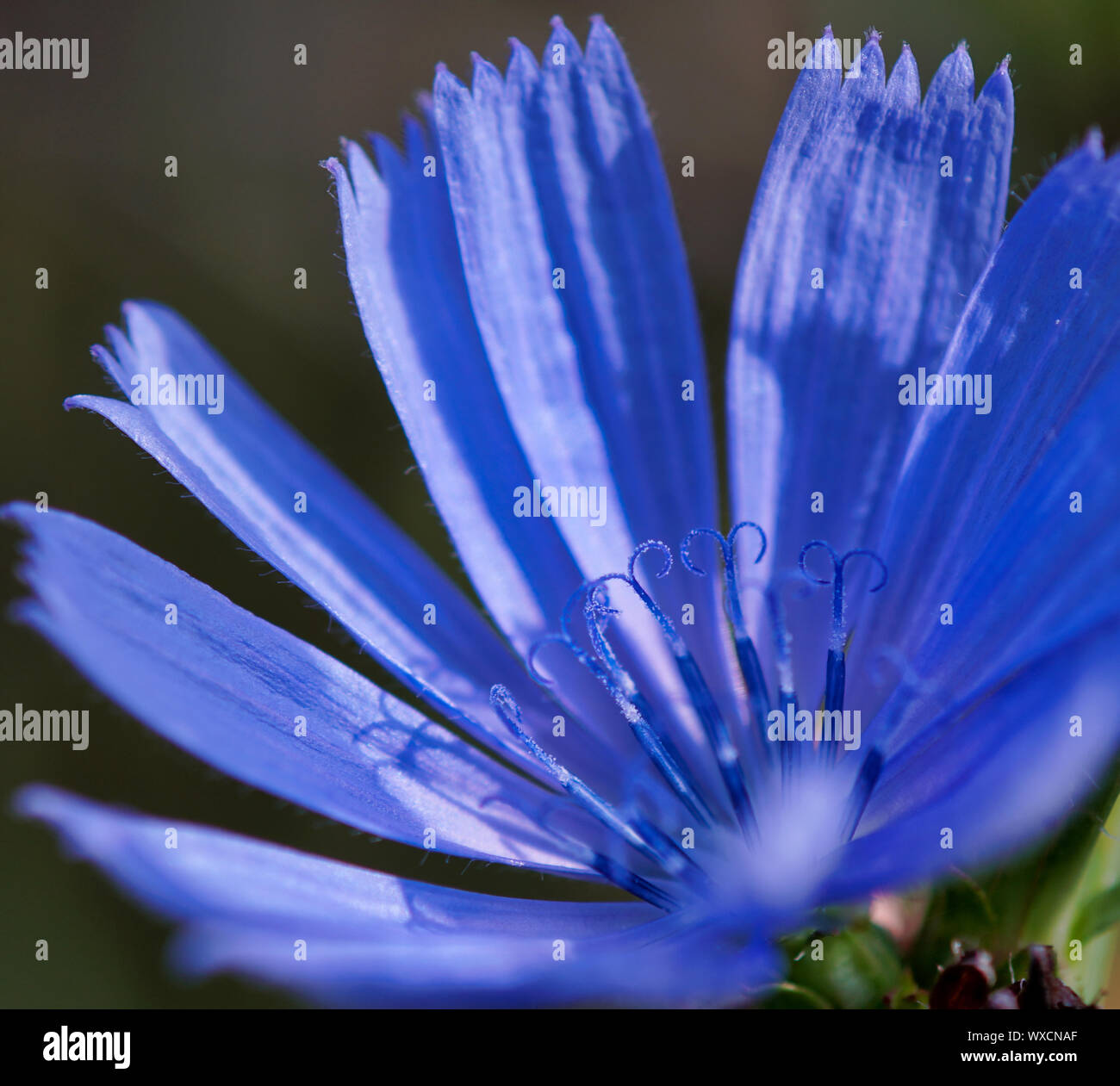 Magical blue hi-res stock photography and images - Alamy