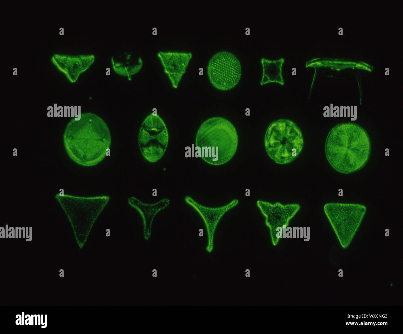 Diatoms Under Microscope 100x
