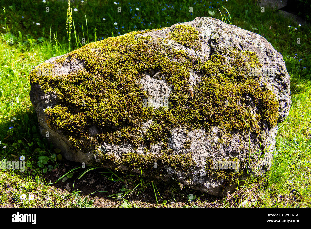 Moss and weeds hi-res stock photography and images - Alamy