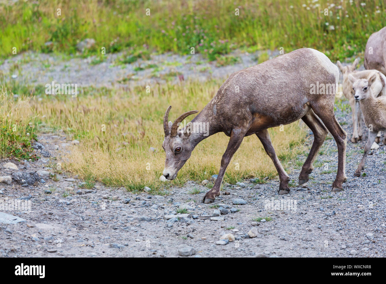 Hunt cliff hi-res stock photography and images - Alamy