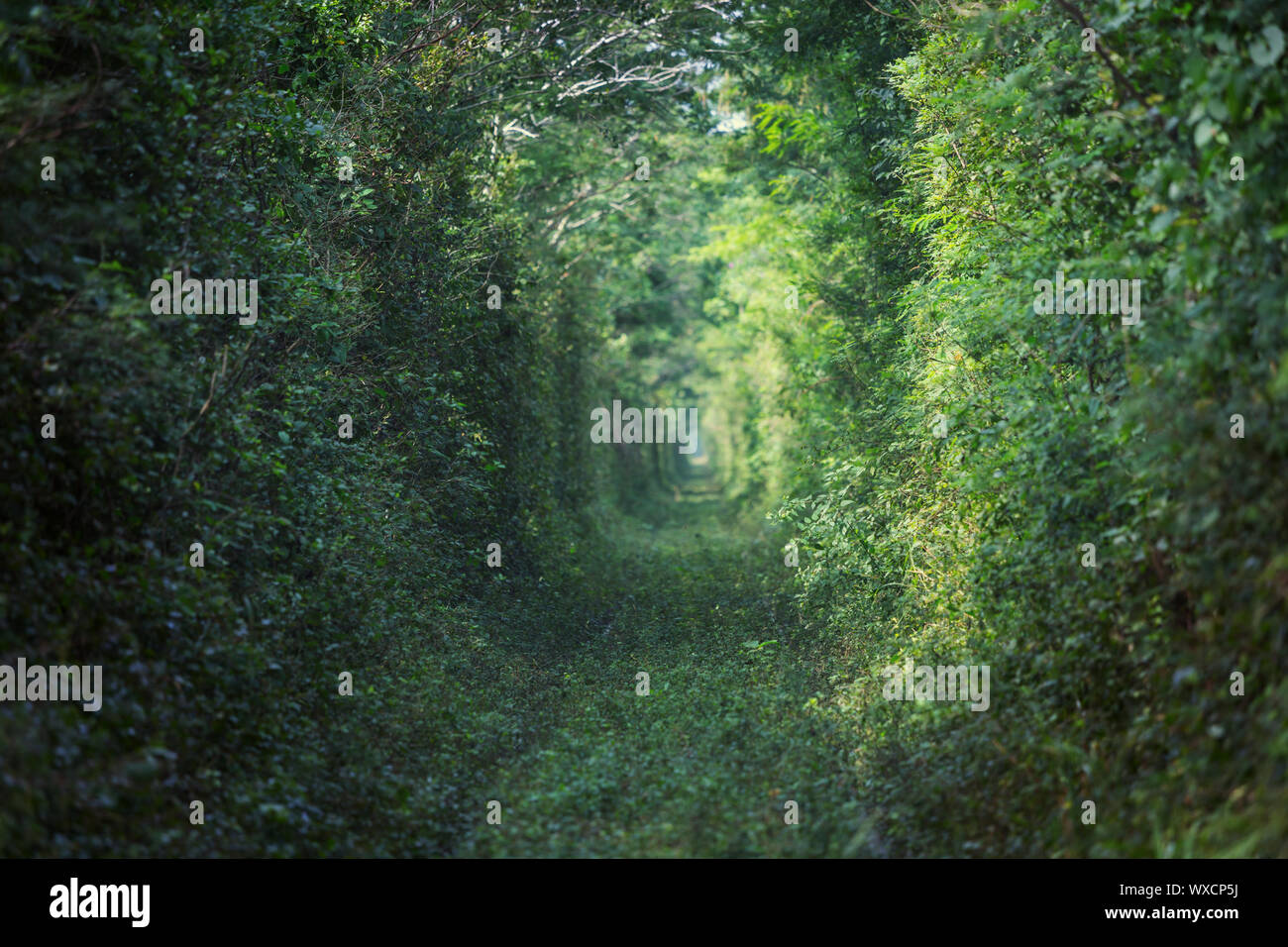 Overgrown alley way hi-res stock photography and images - Alamy