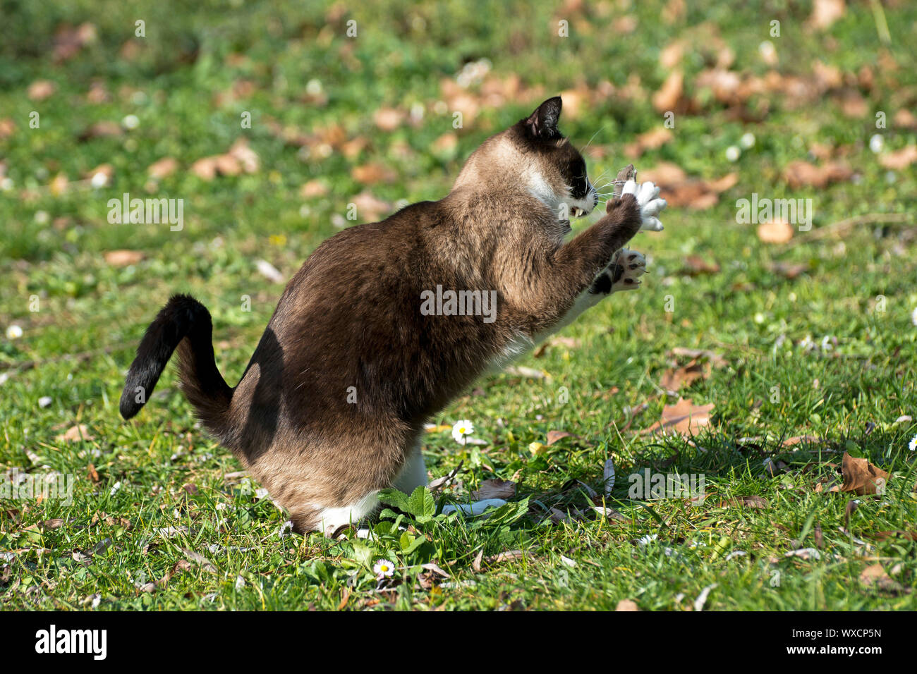 beautiful purebred siamese cat catching a mouse Stock Photo - Alamy