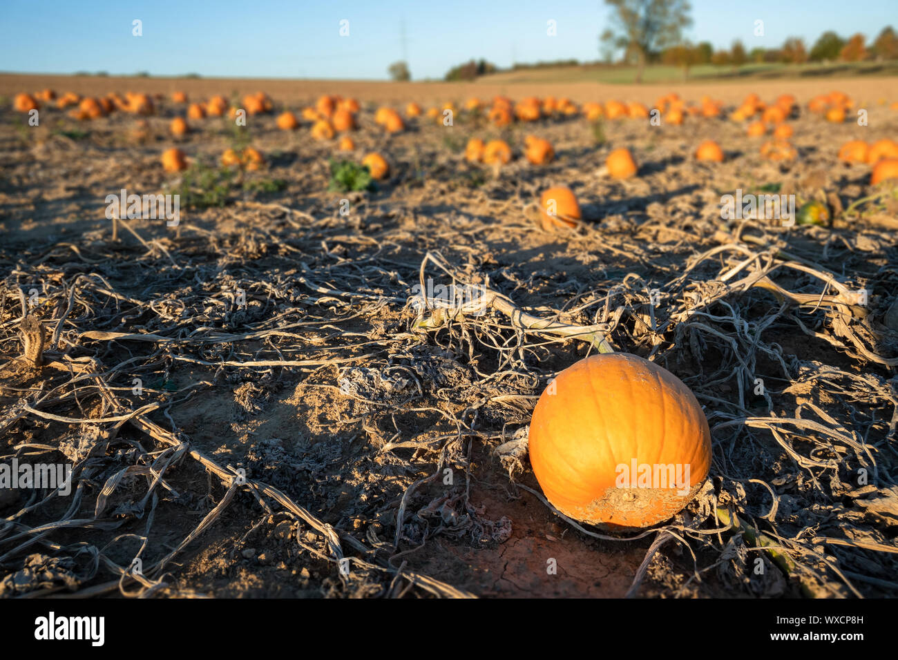 typical field of pumpkin Stock Photo - Alamy