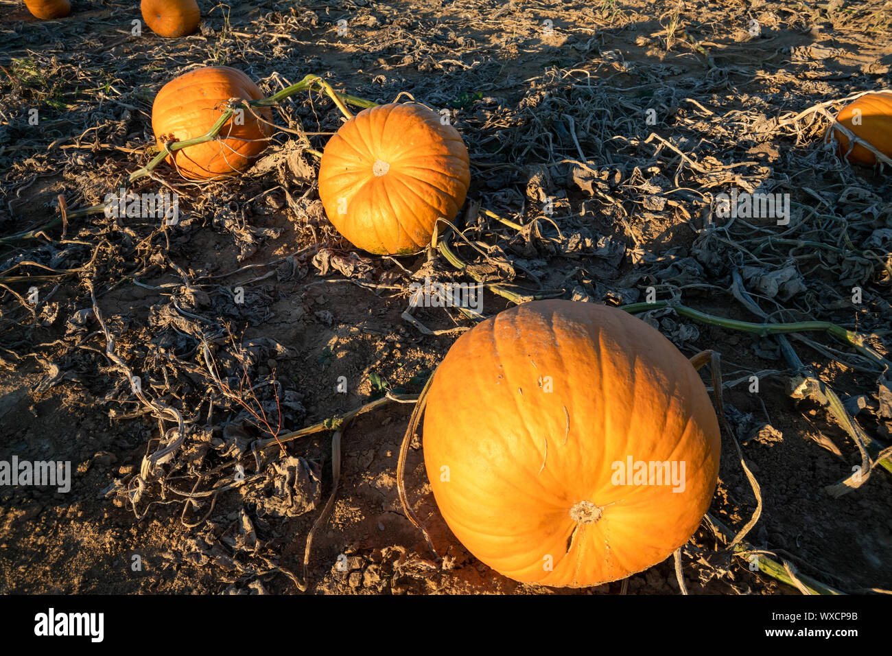 typical field of pumpkin Stock Photo - Alamy