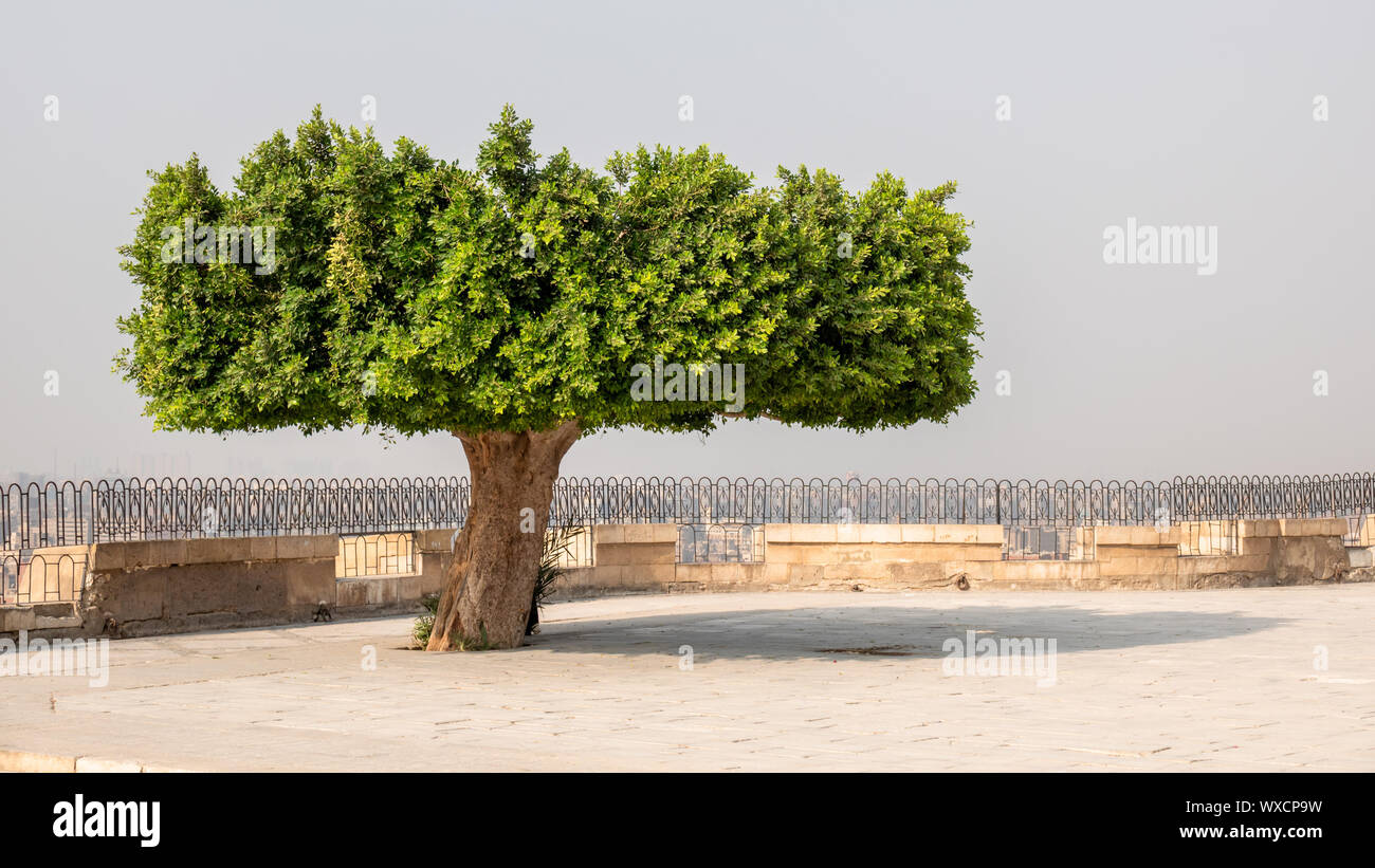 old tree at the Muhammad Ali mosque Stock Photo - Alamy