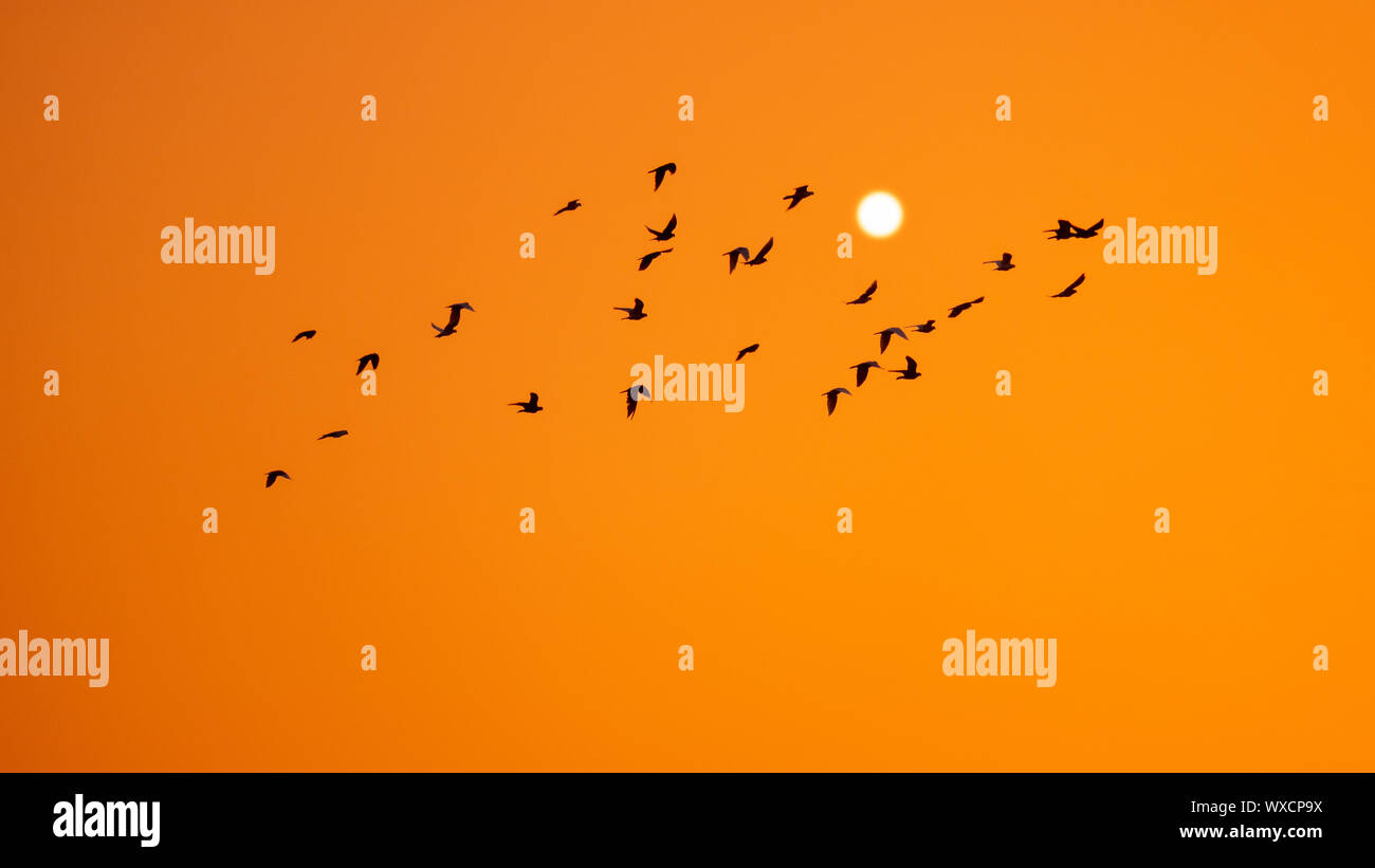 birds swarm in the orange sunset sky Stock Photo - Alamy