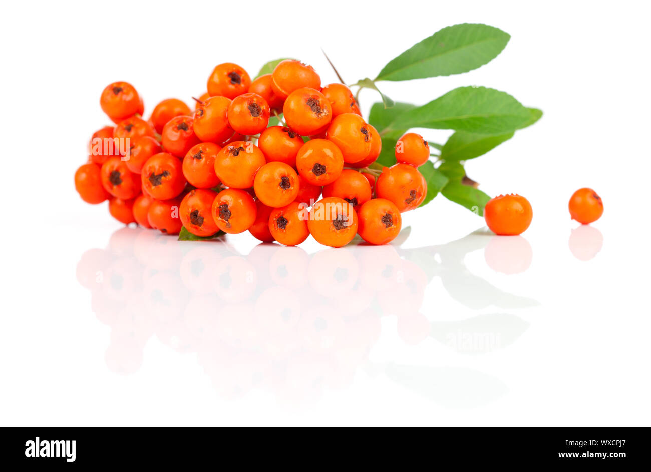 Ashberry with green leaves. isolated on a white background Stock Photo ...