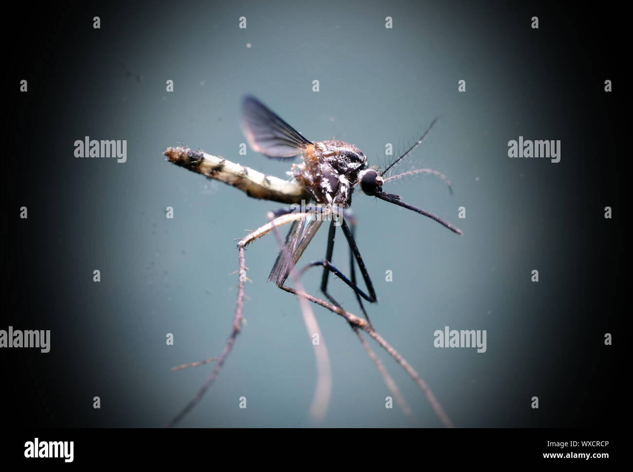 Lab insect hi-res stock photography and images - Alamy
